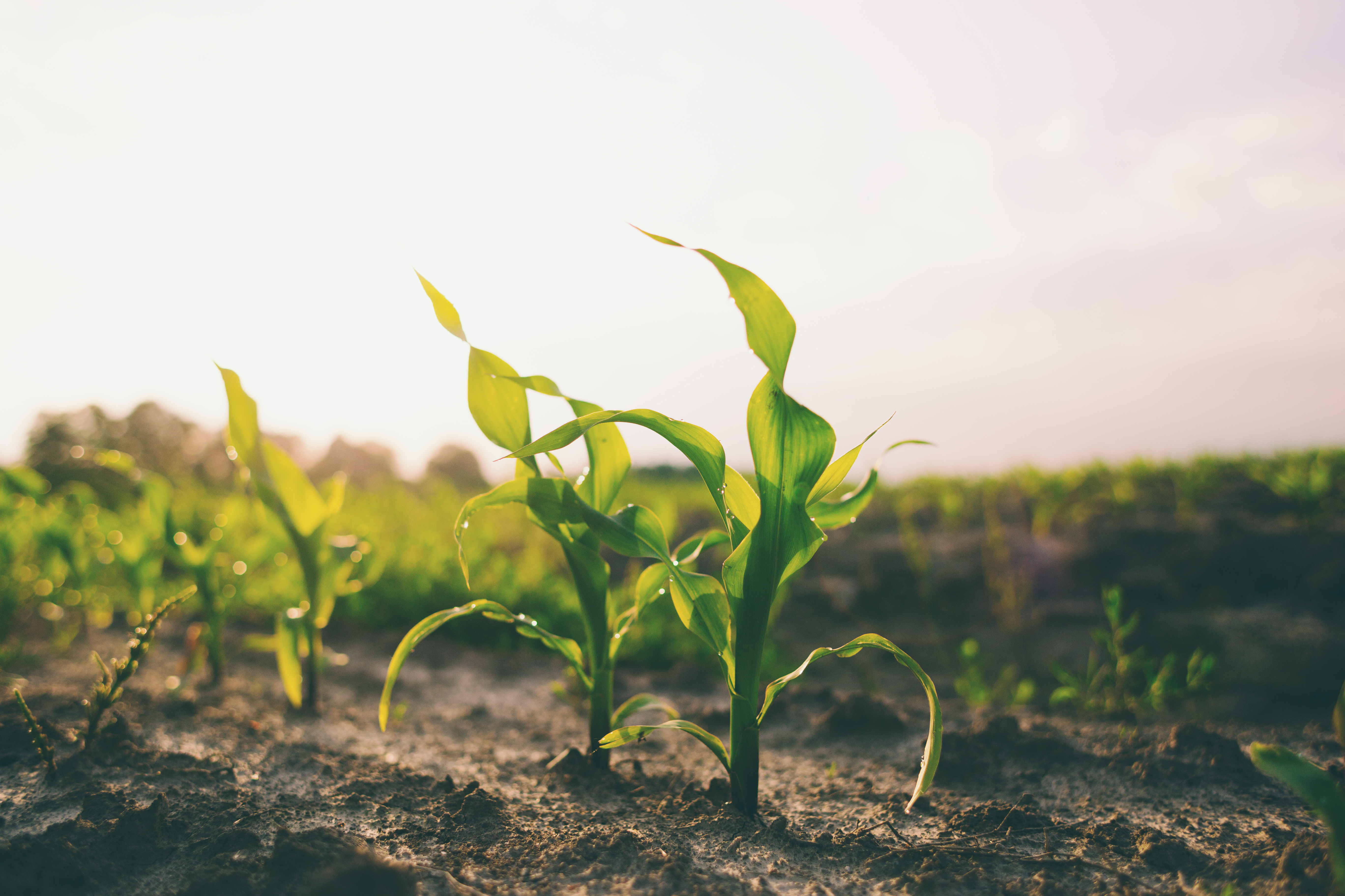 PR-008 Sorteninformation für die Landwirtschaft – Silomais 2026 ...